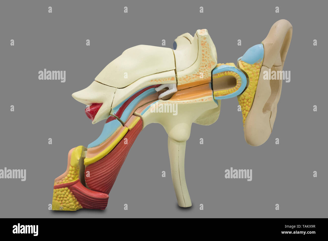 Artificial human ear model. Ear model for science classes Stock Photo ...