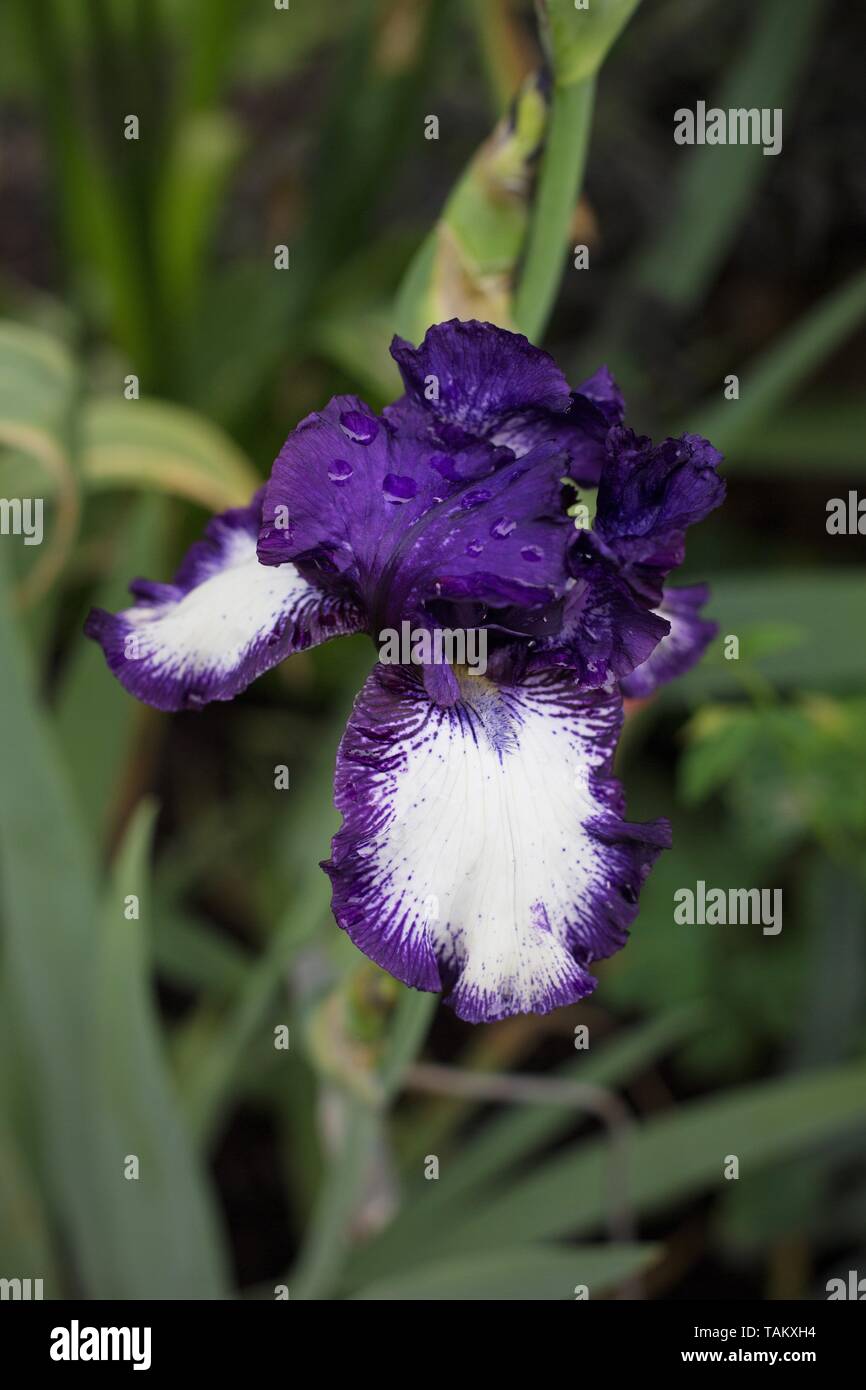 Old school gardening hi-res stock photography and images - Alamy