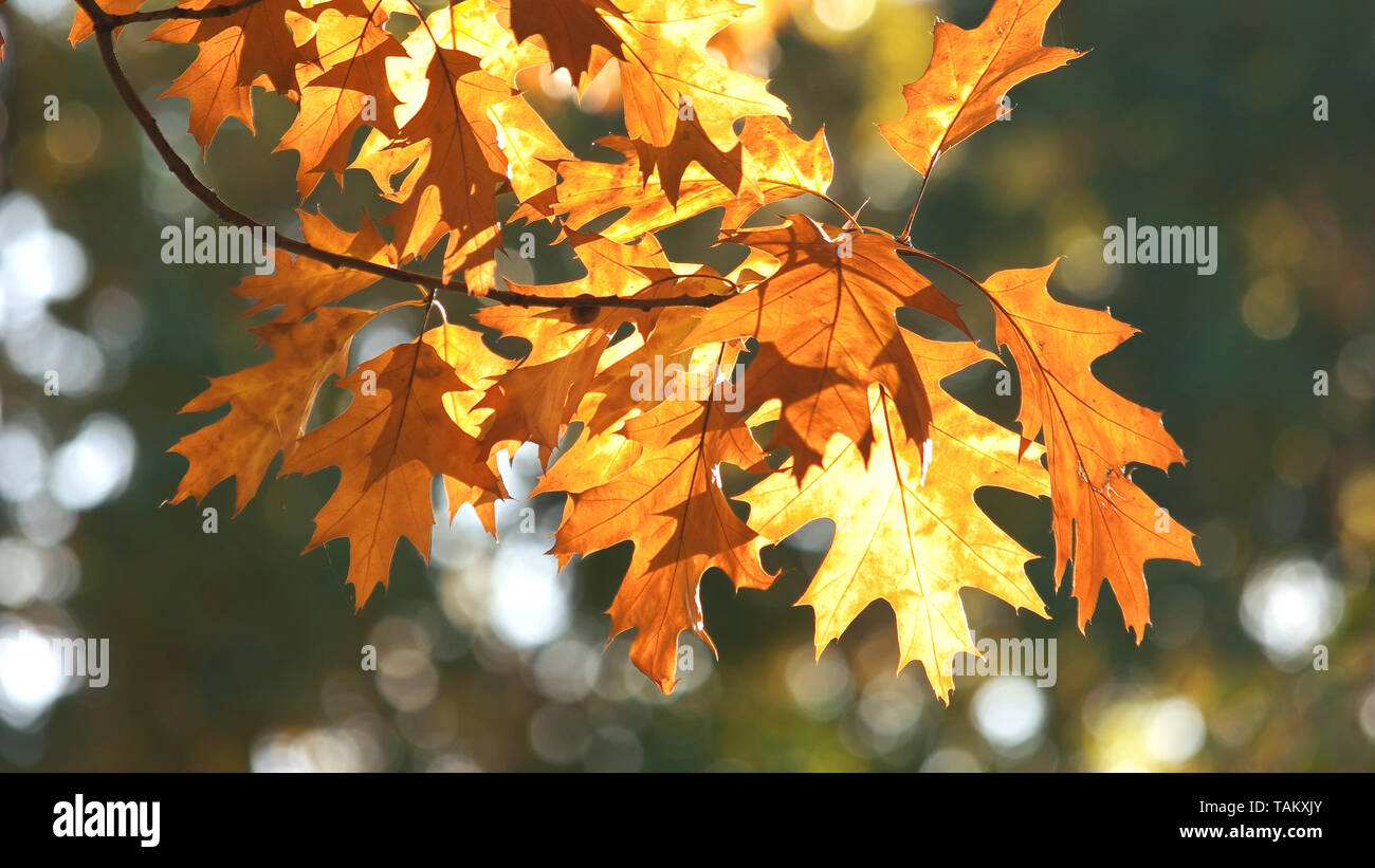 Fall maple leaves backlit with sunshine. Green blurred forest ...