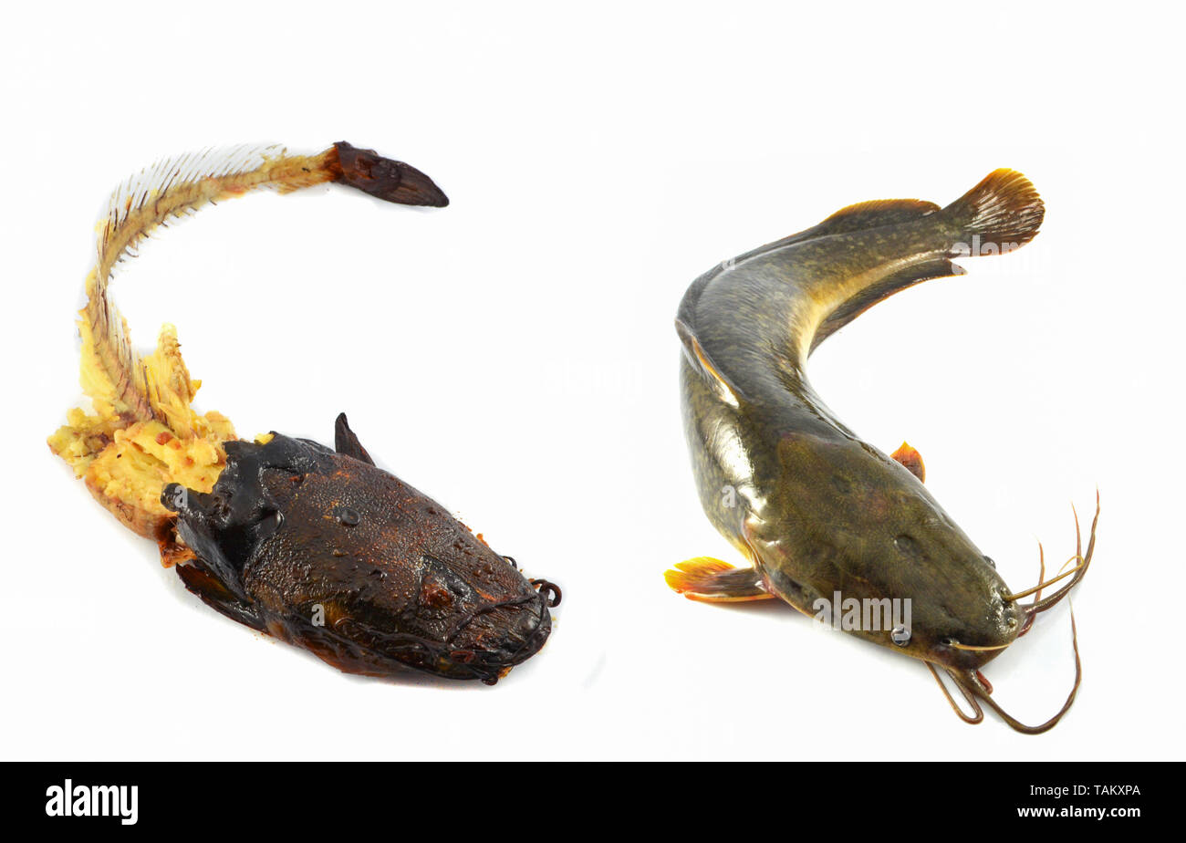 Channel Catfish High Resolution Stock Photography and Images - Alamy