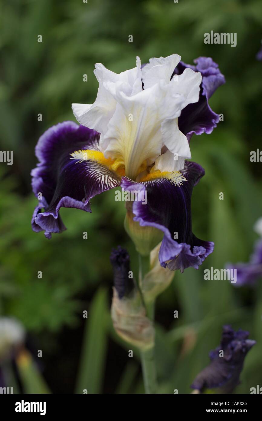 Iris "Just the Ticket" at Schreiner's Iris Gardens in Salem, Oregon ...