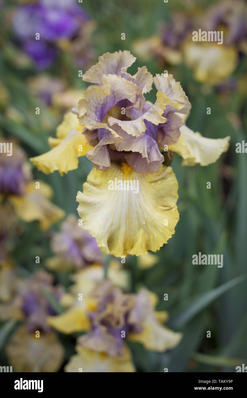 Let evening come iris hi-res stock photography and images - Alamy