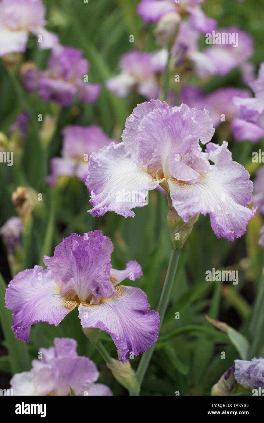 Mayberry hi-res stock photography and images - Alamy
