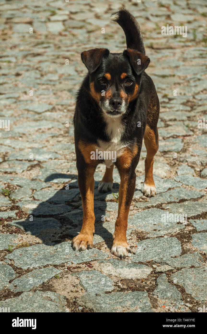 Estrela dog hi-res stock photography and images - Alamy