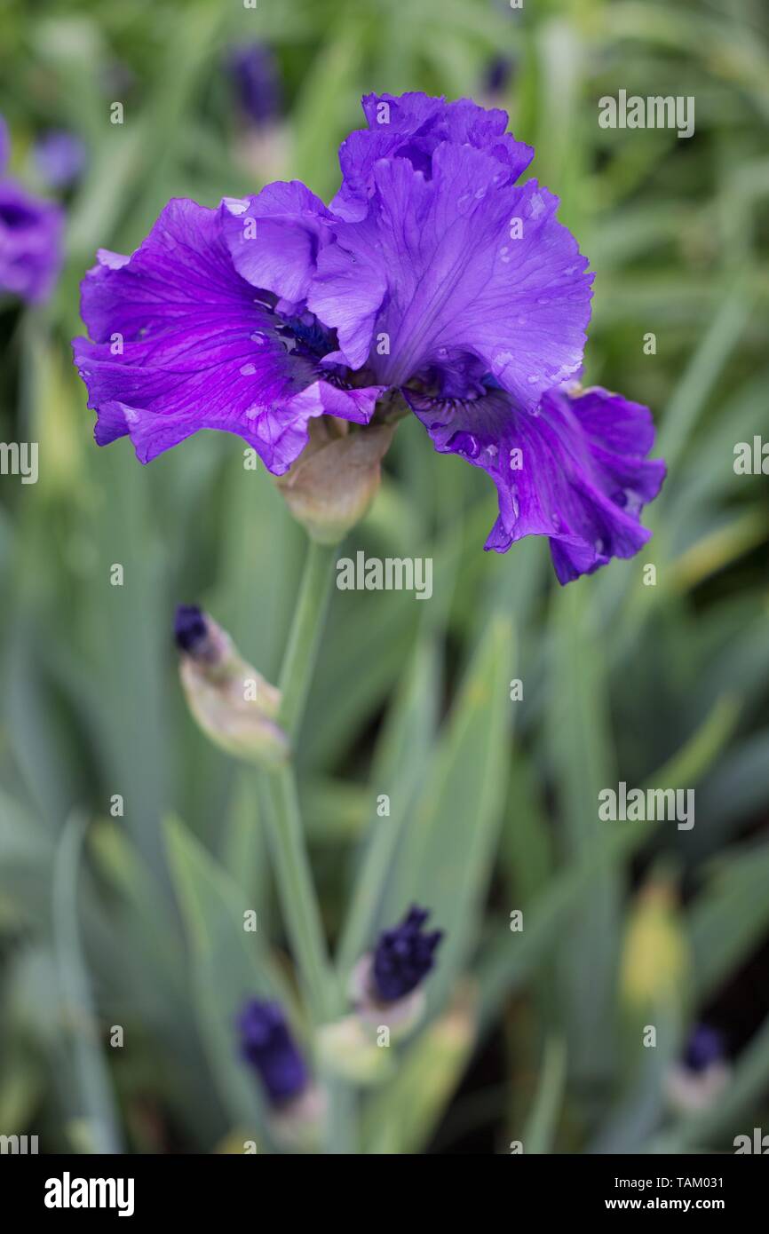 Sweet iris hi-res stock photography and images - Alamy
