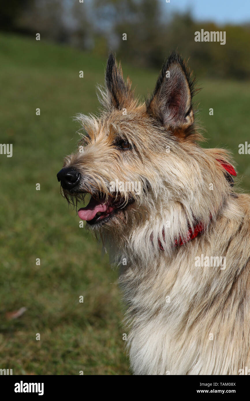 Picardy Shepherd High Resolution Stock Photography and Images - Alamy