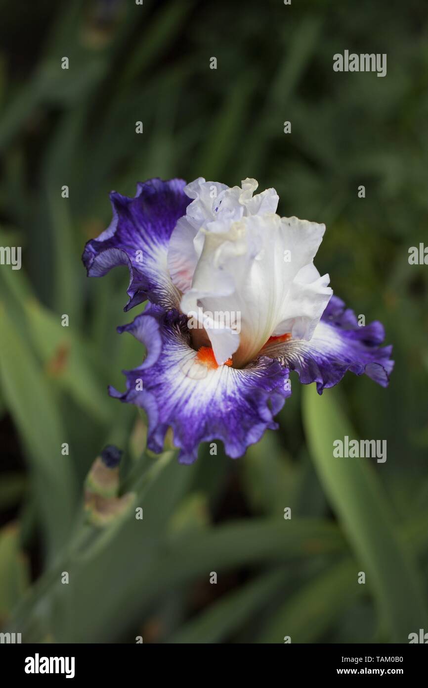 Iris "Gypsy Lord" at Schreiner's Iris Gardens in Salem, Oregon, USA ...