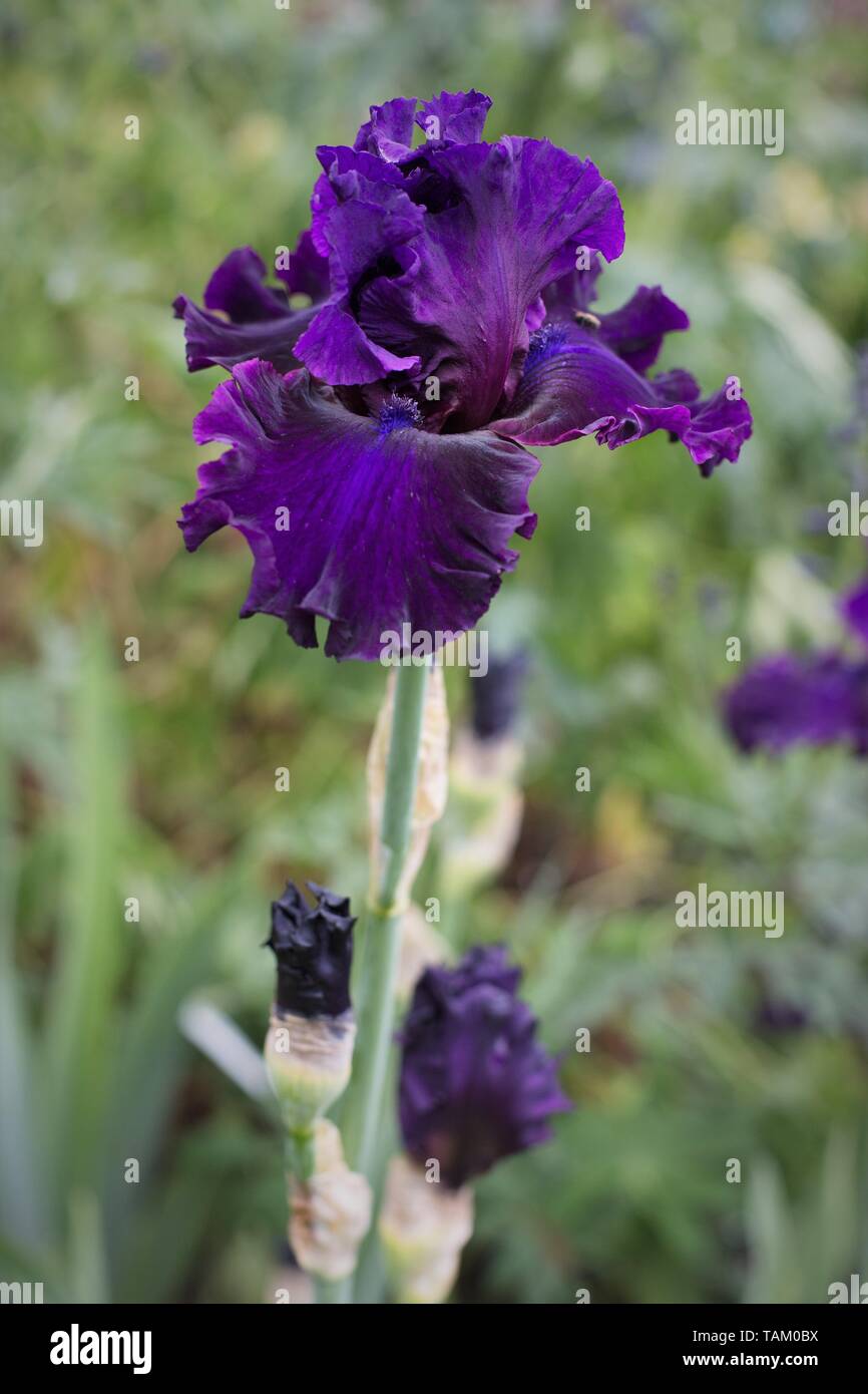 Iris "Royal Majesty" at Schreiner's Iris Gardens in Salem, Oregon, USA ...