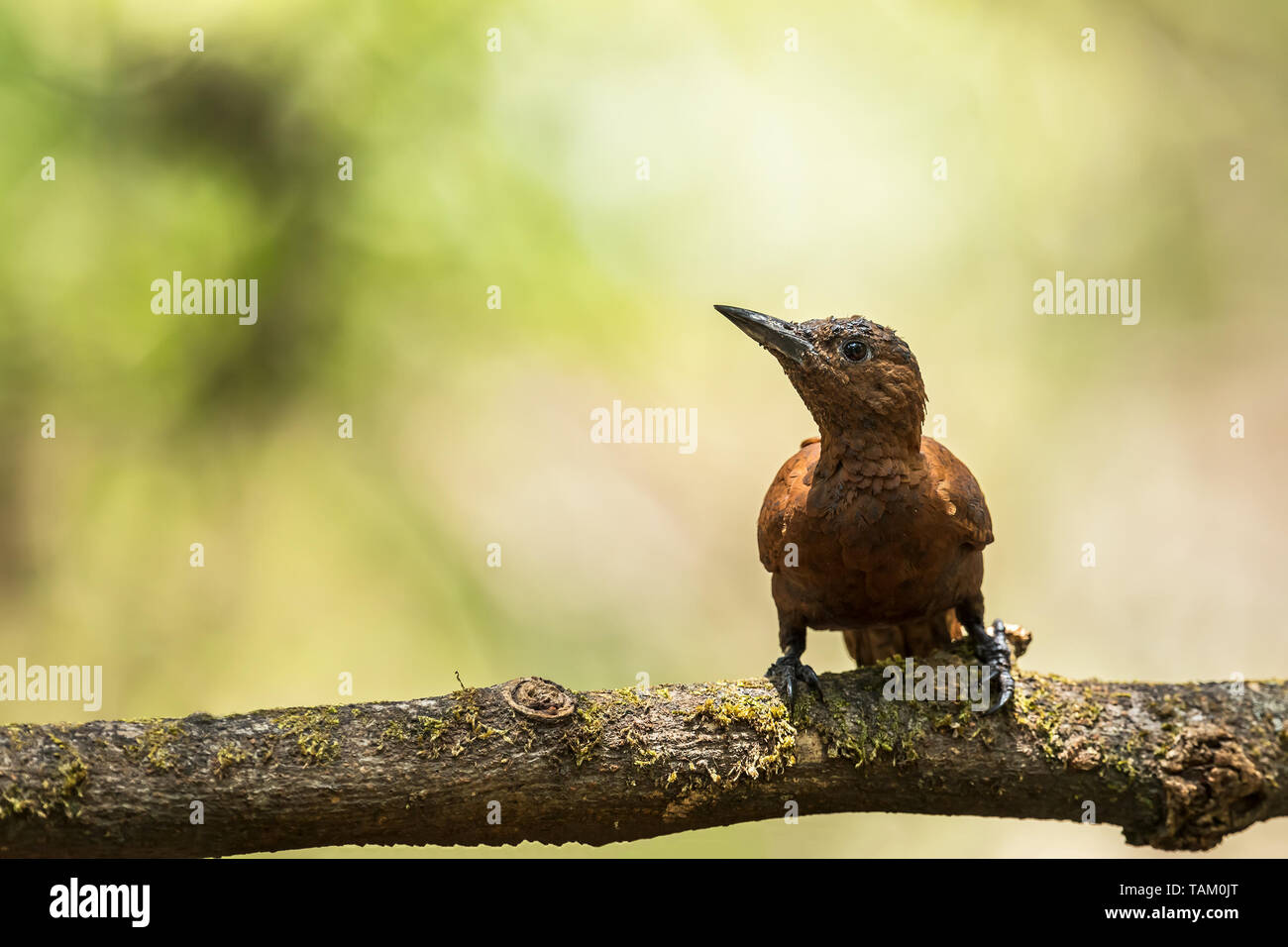Wild Birds of India Stock Photo - Alamy