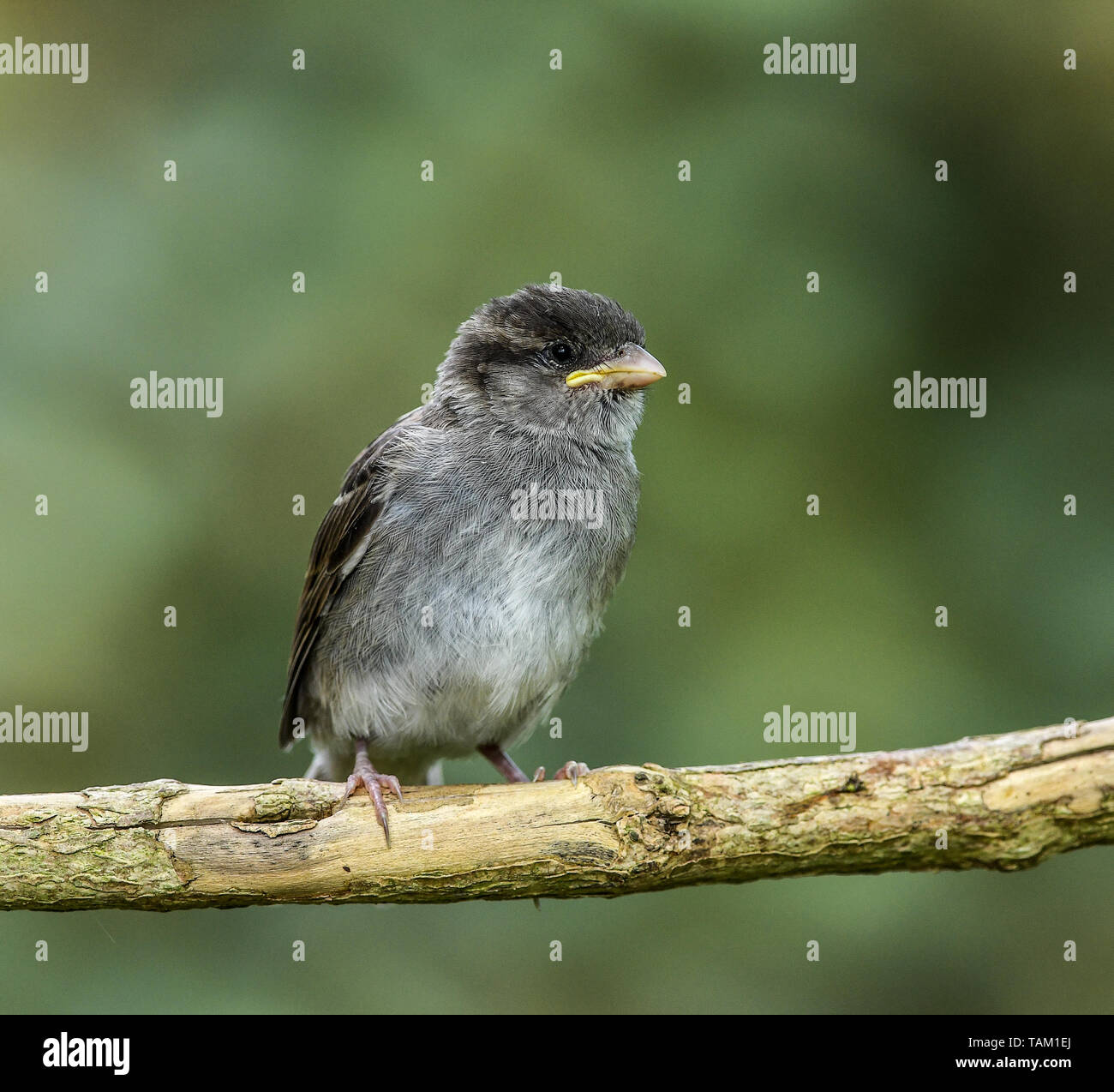 Dead sparrow uk hi-res stock photography and images - Alamy