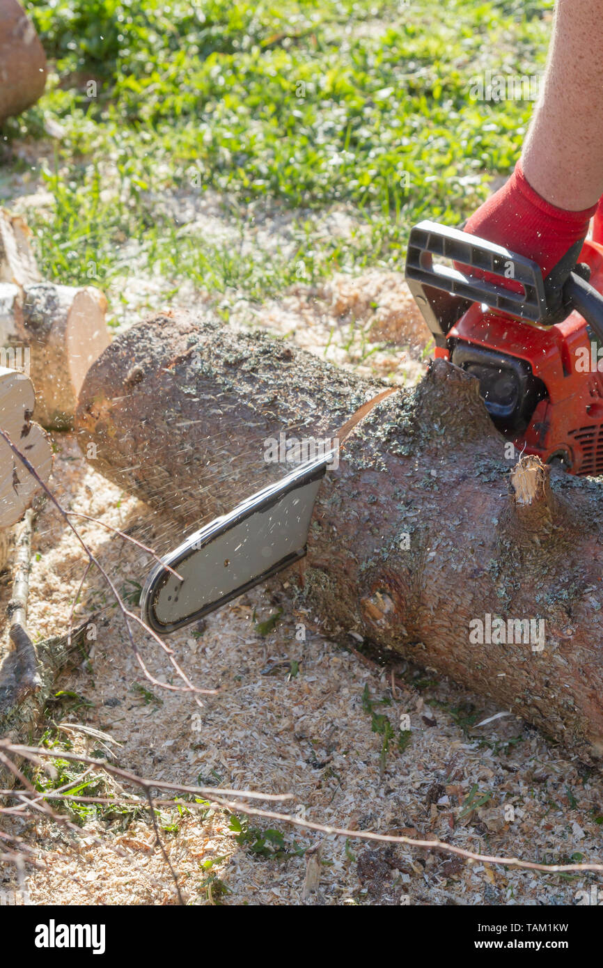 Cut the logs with a chainsaw to prepare firewood Stock Photo - Alamy