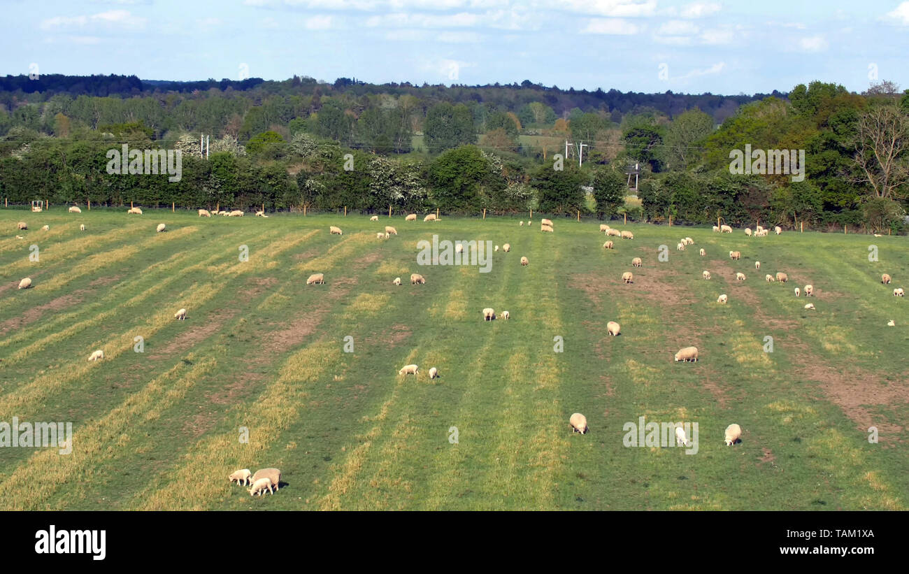 sheep pasture farmland in northamptonshire england uk at spring time ...