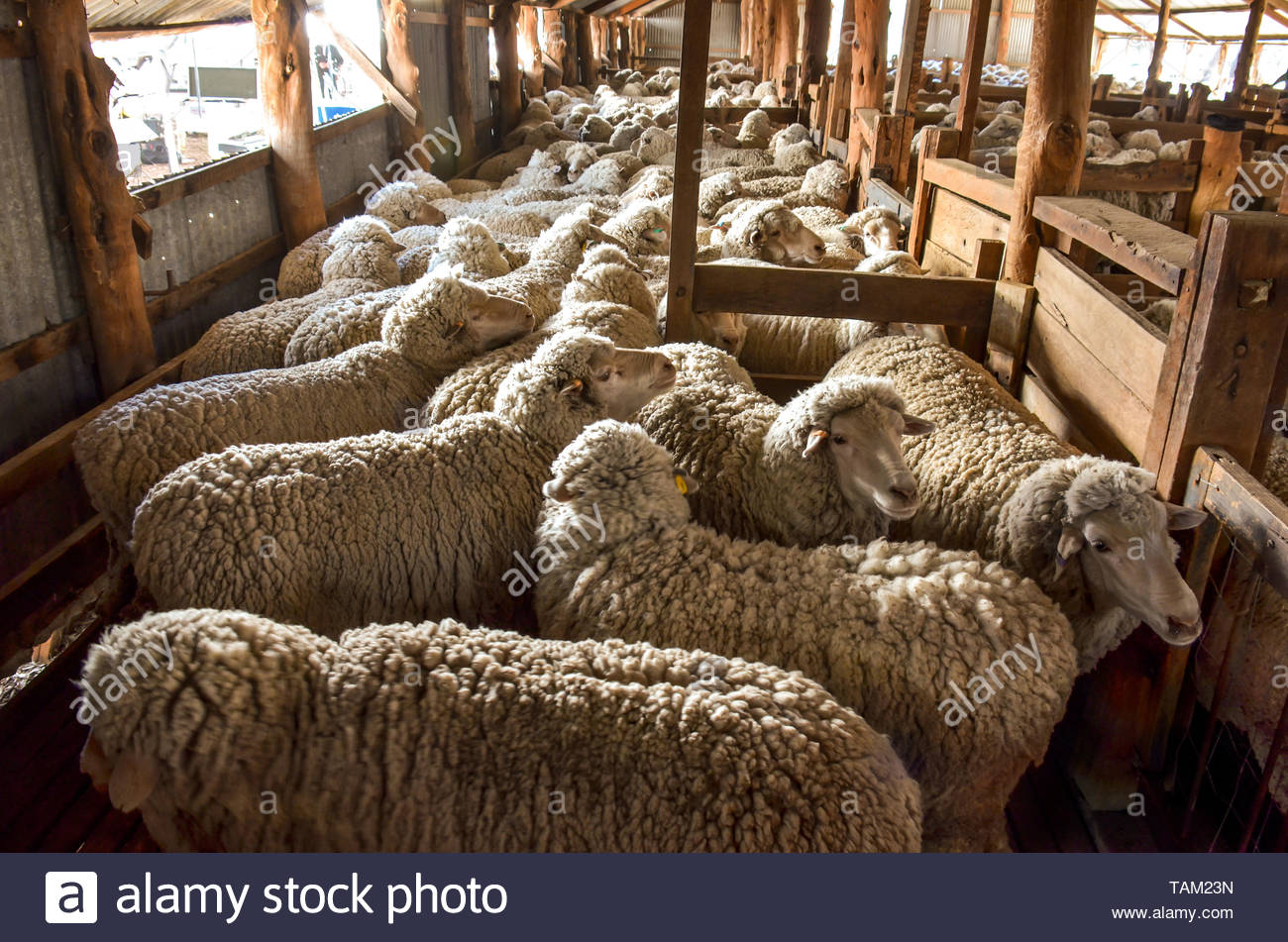 Sheep Shearing Shed Australia Stock Photos & Sheep Shearing Shed Australia Stock Images - Alamy