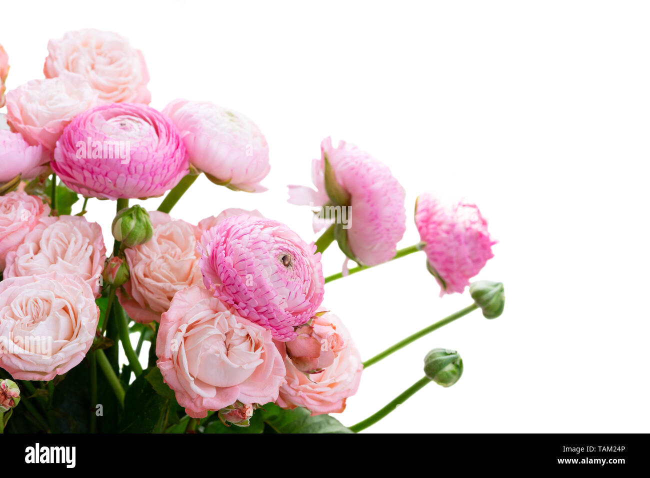 Rose and rununculus pink flowers bouquet isolated on white background ...
