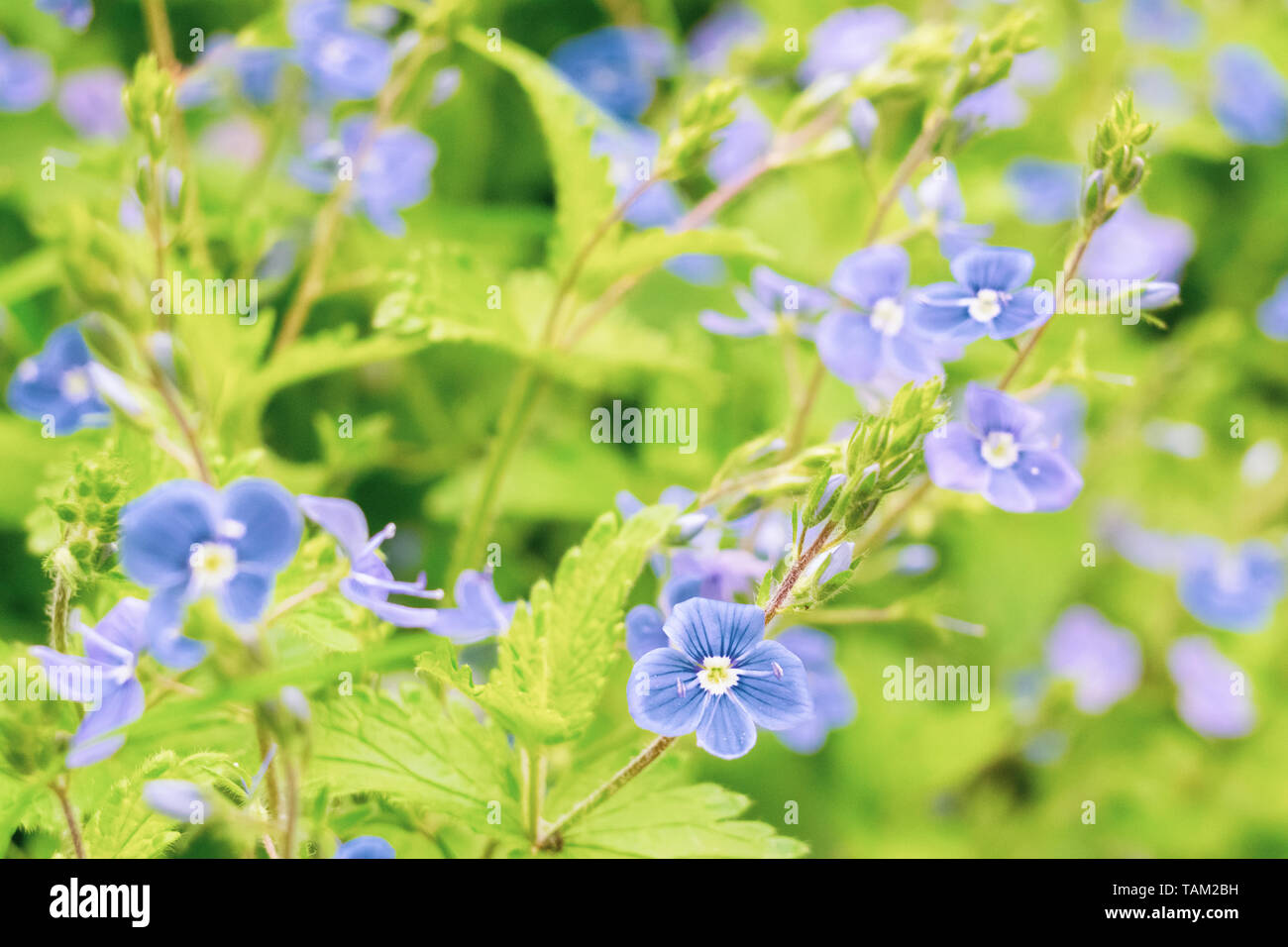 Violets flowers blooming on field hi-res stock photography and images ...