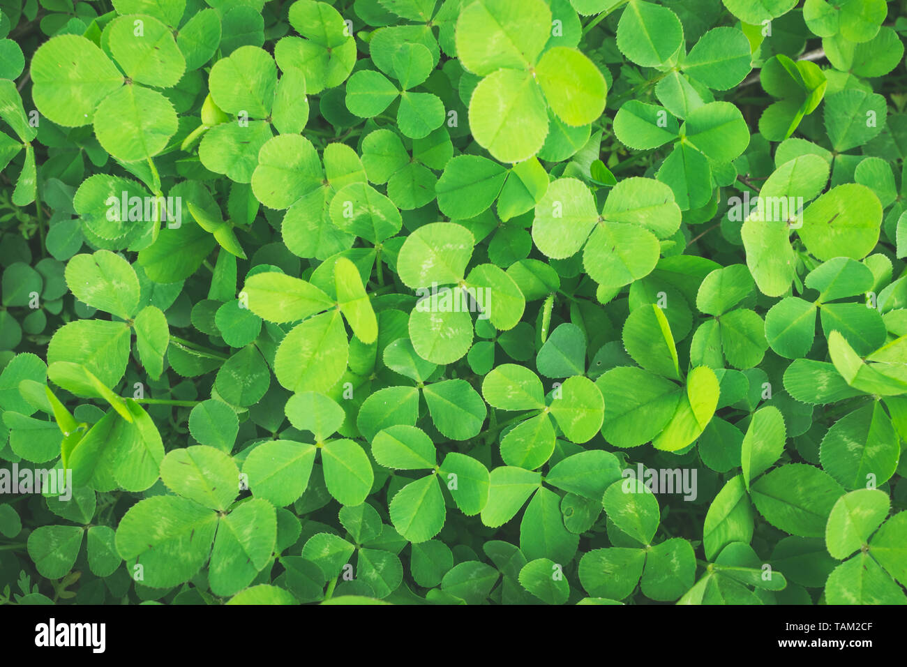 Green clovers growing on the field - floral background Stock Photo - Alamy