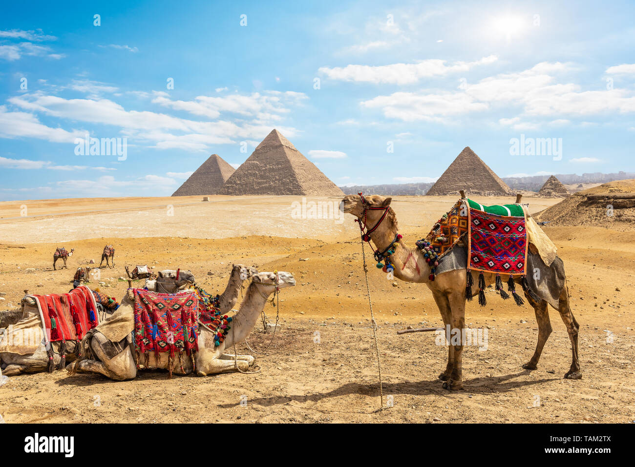 Camel riding in pyramids khufu hi-res stock photography and images - Alamy