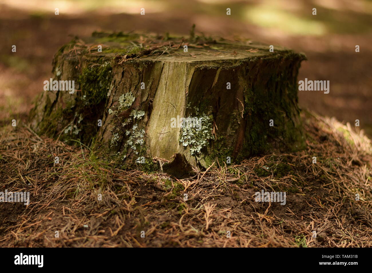 A tree stump in the dense rainforest of Aberdare Ranges, Kenya Stock ...