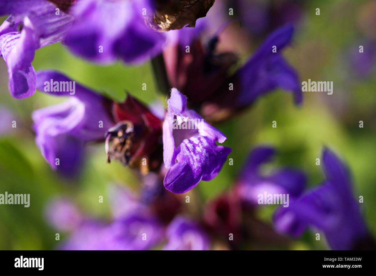 Macro close up of sage plant blossom flower with blurred green leaves ...
