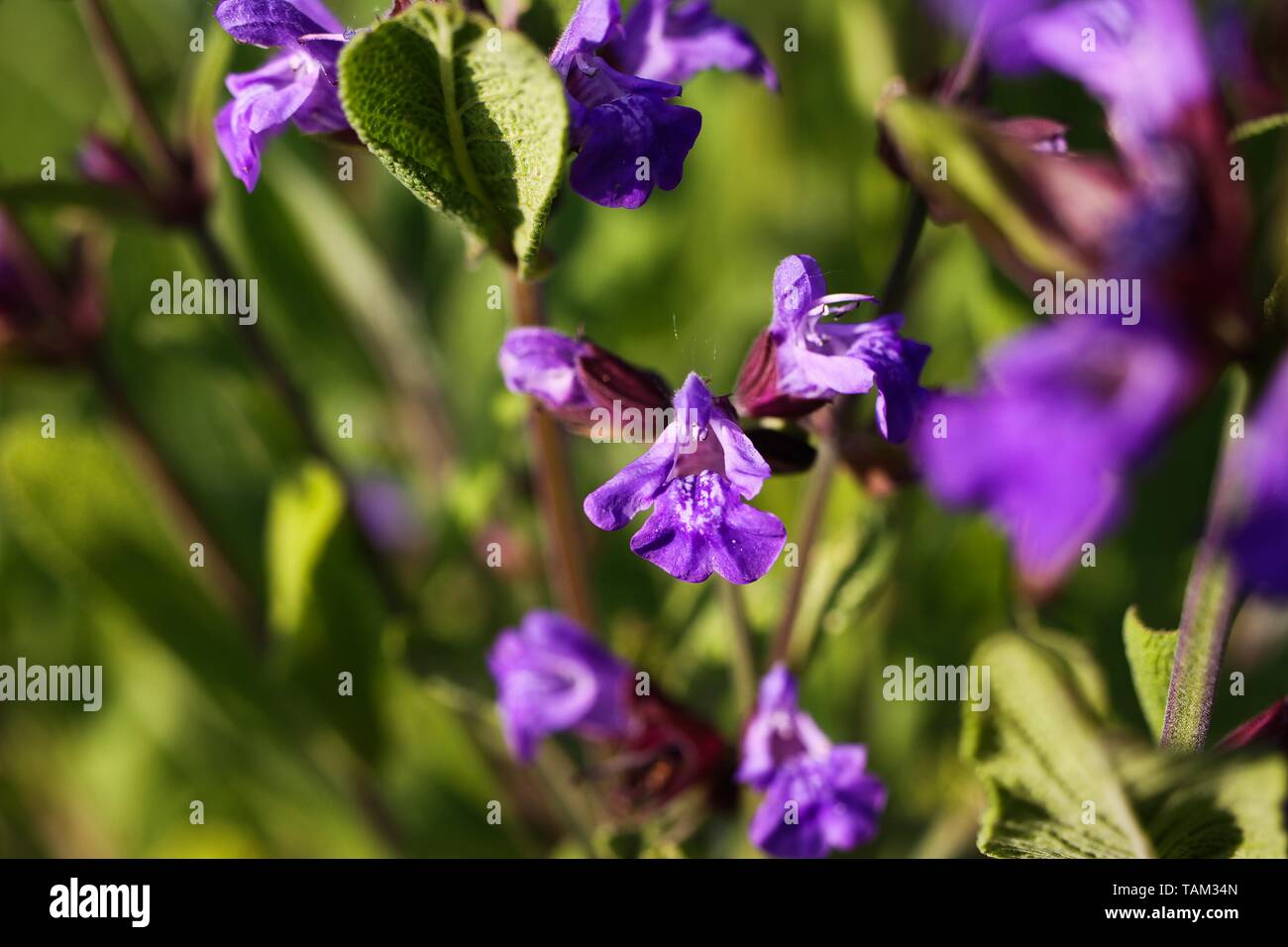 Macro close up of sage plant blossom flower with blurred green leaves ...