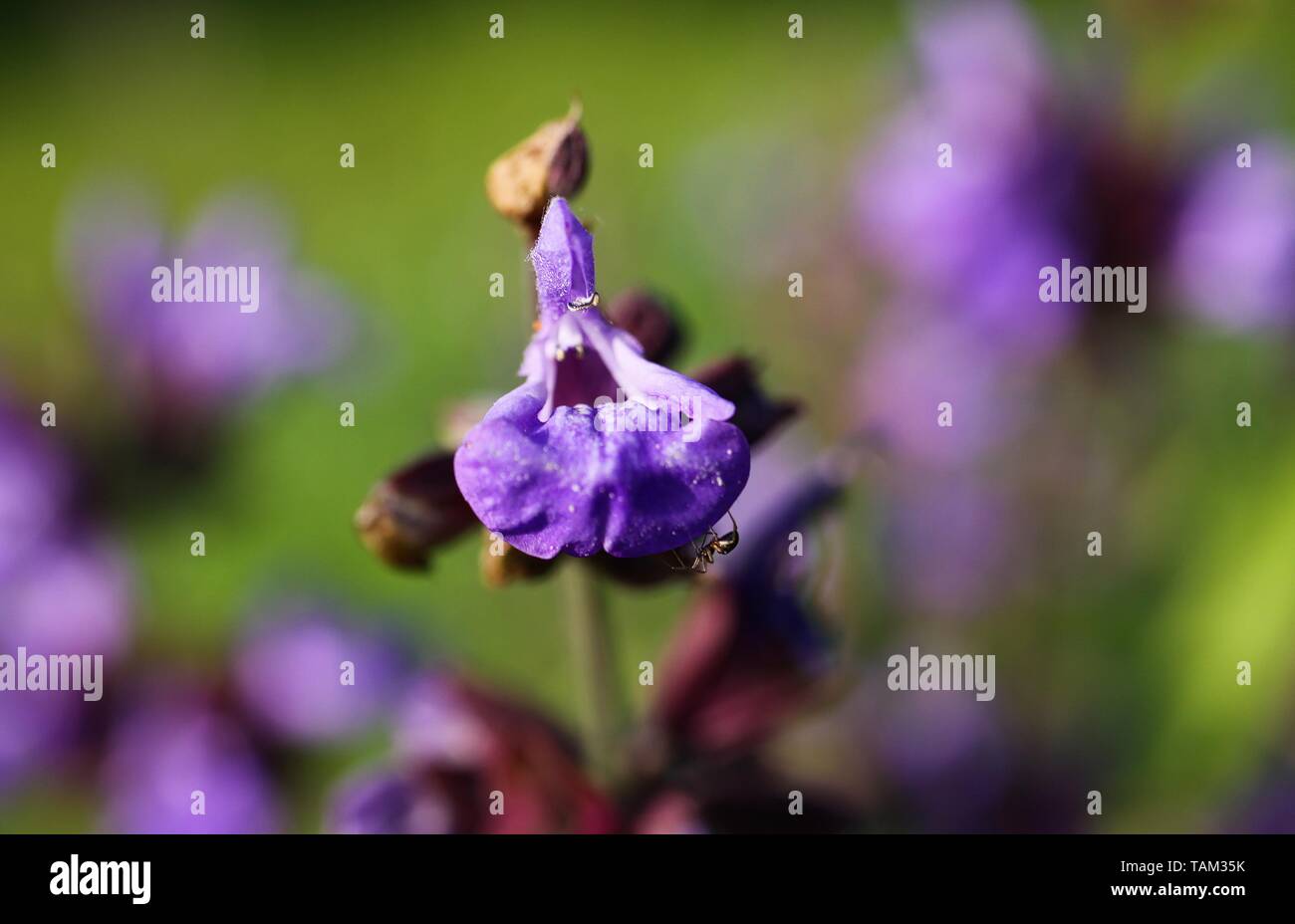 Macro close up of sage plant blossom flower with blurred green leaves ...