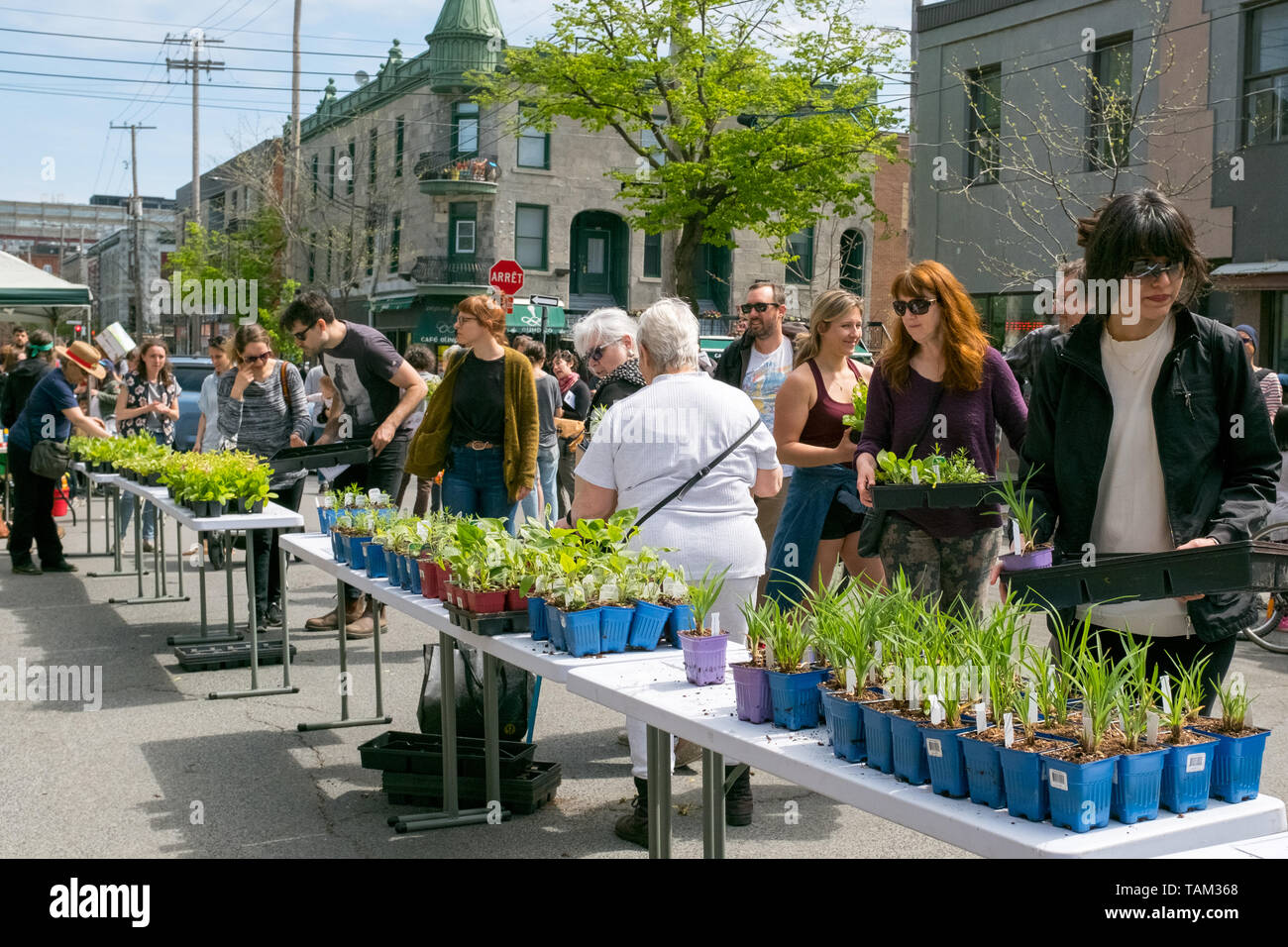 Free distribution of flowers and plants to the residents of the Mile ...