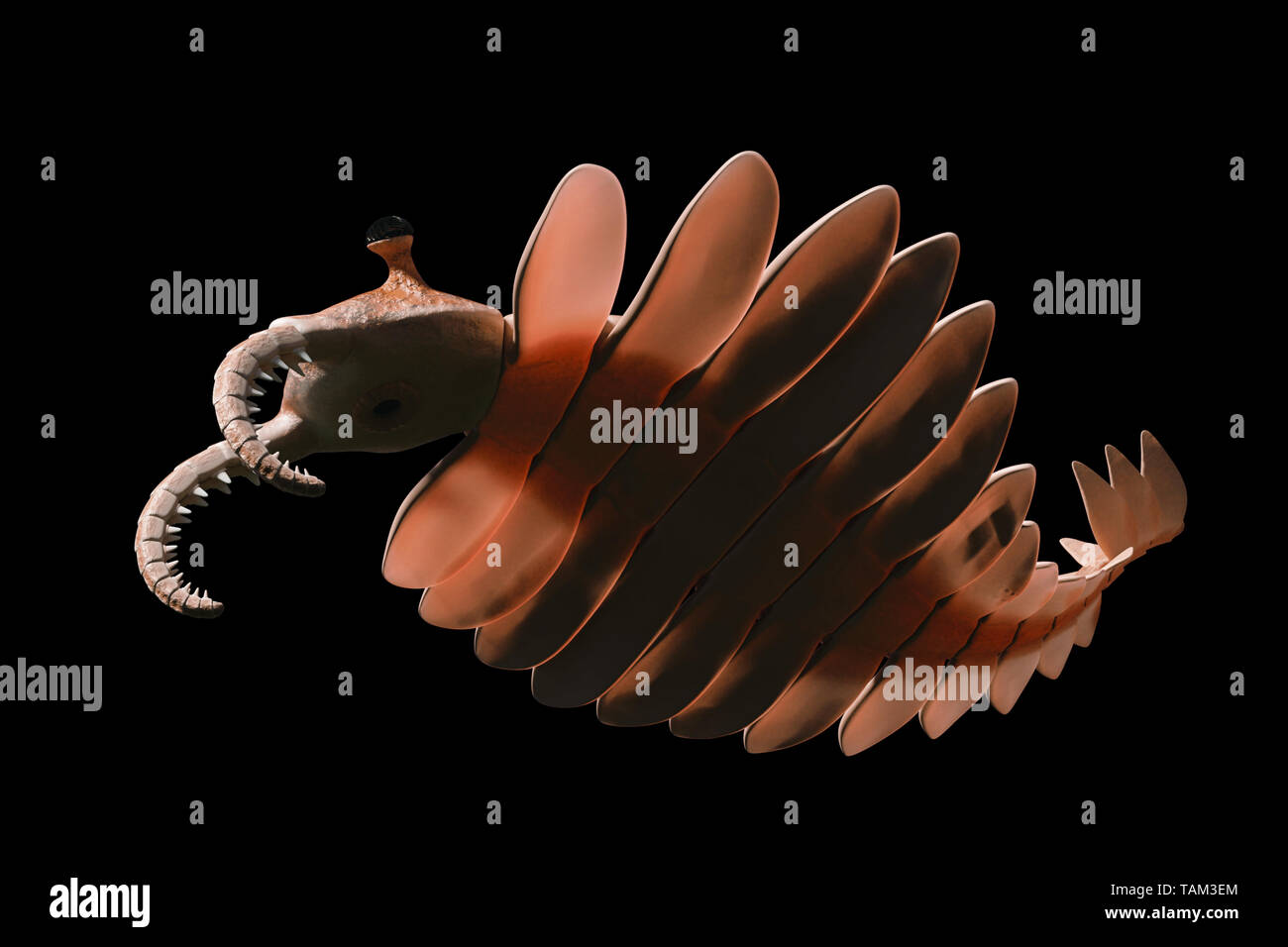 Anomalocaris, creature of the Cambrian explosion, isolated on black ...