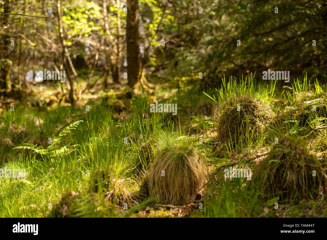 Freaky grass hi-res stock photography and images - Alamy