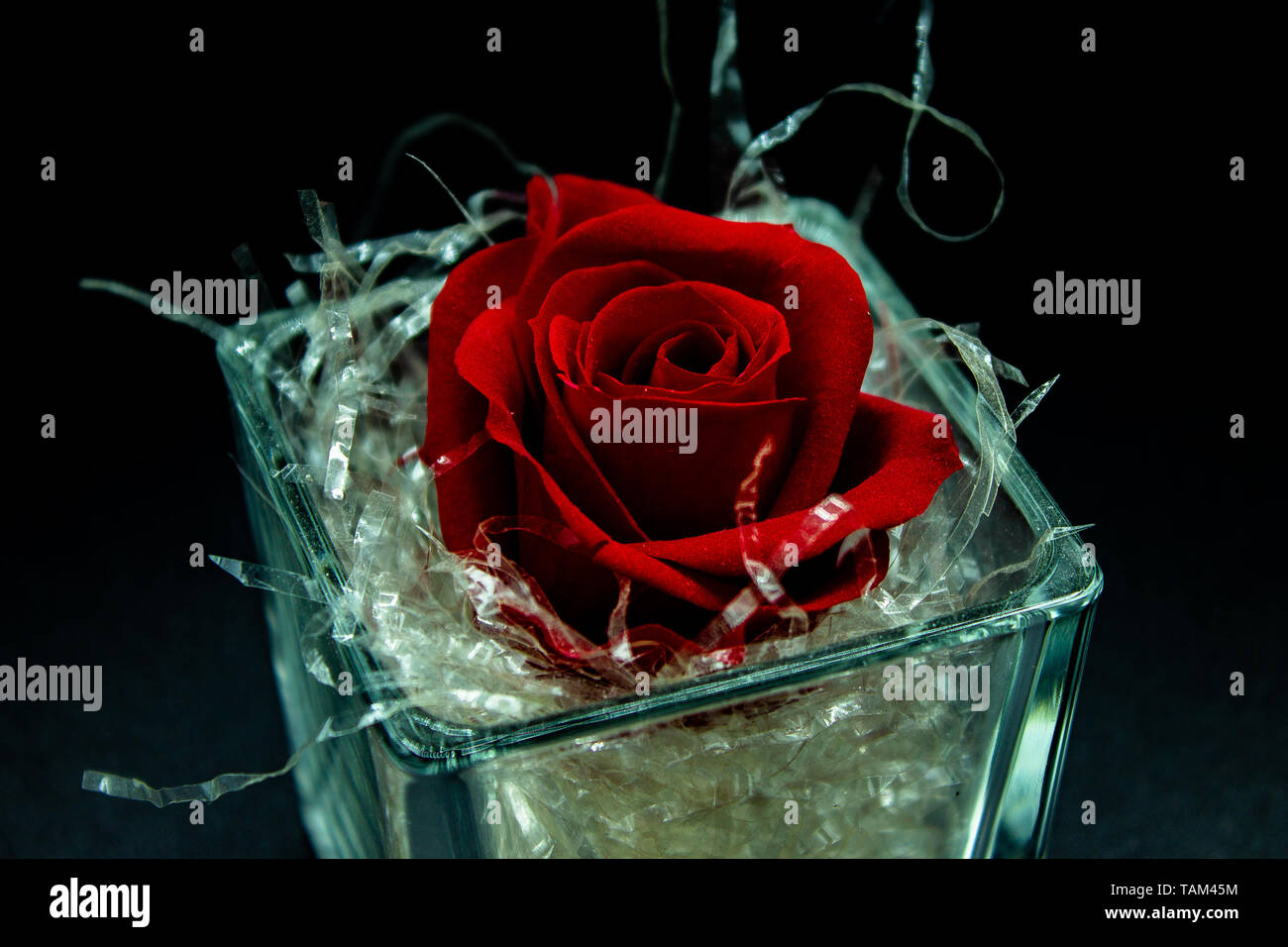 Naples, Italy 21-April -2019. The head of a red rose, wrapped in ...