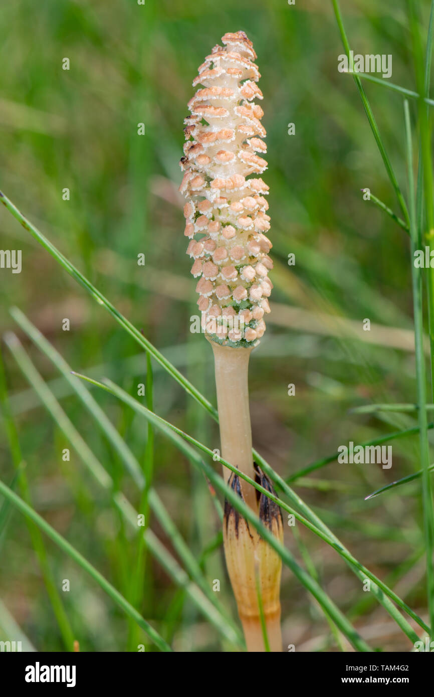 Marestail hi-res stock photography and images - Alamy