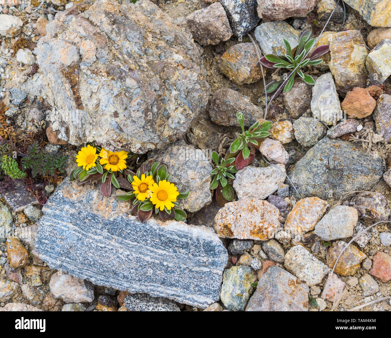 Yellow flowers and pebbles hi-res stock photography and images - Alamy