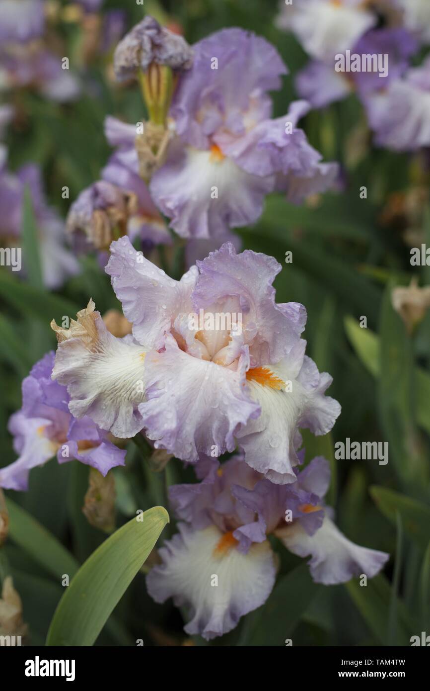 Oui madame hi-res stock photography and images - Alamy