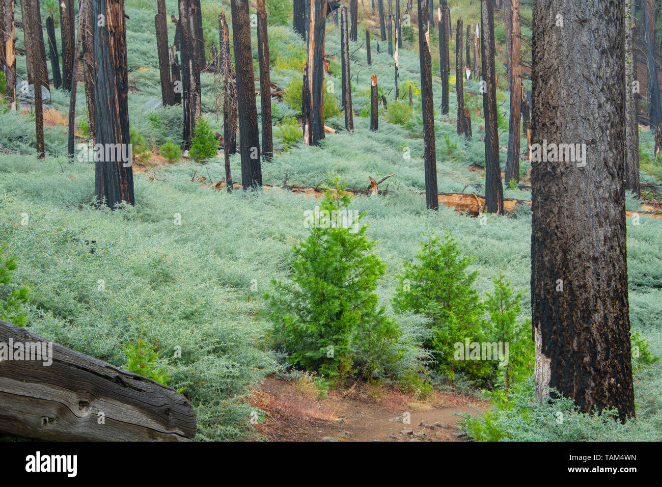 Conifers and morning fog, Mariposa grove, Yosemite NP, California, USA ...