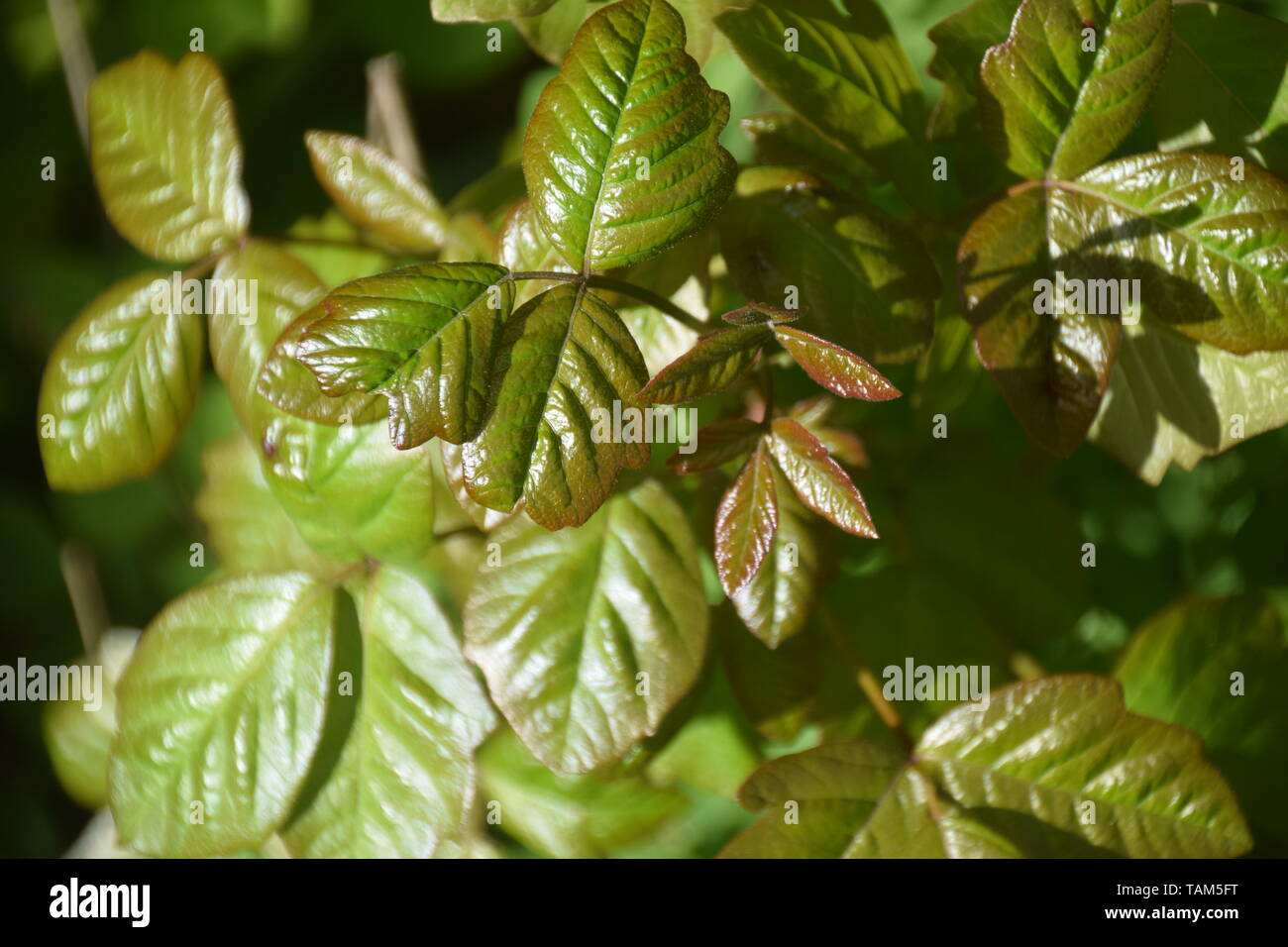 Poison oak ivy hi-res stock photography and images - Alamy