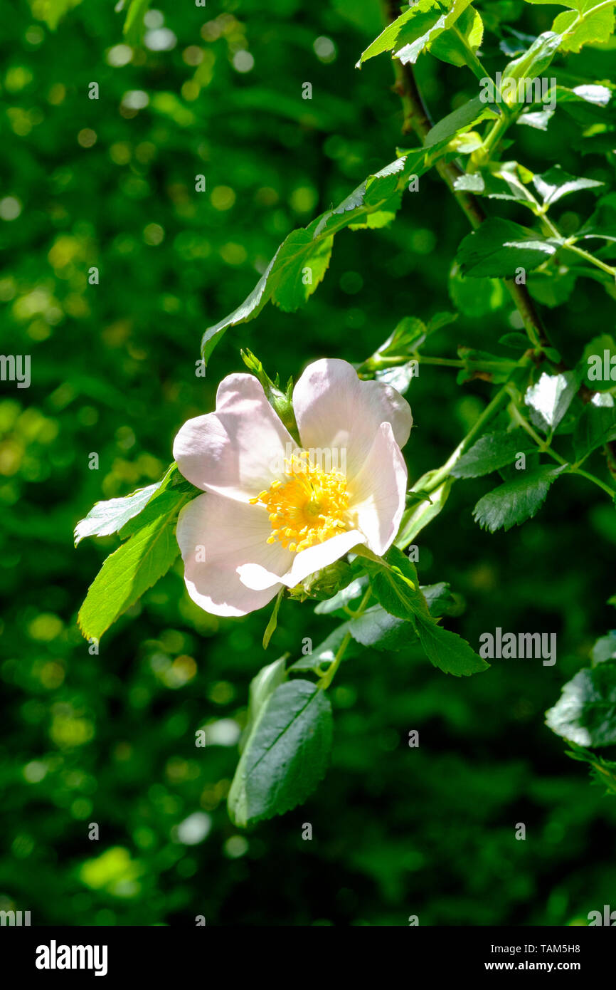 dog rose rosa canina flower blooms on the shrub in a rural garden zala ...