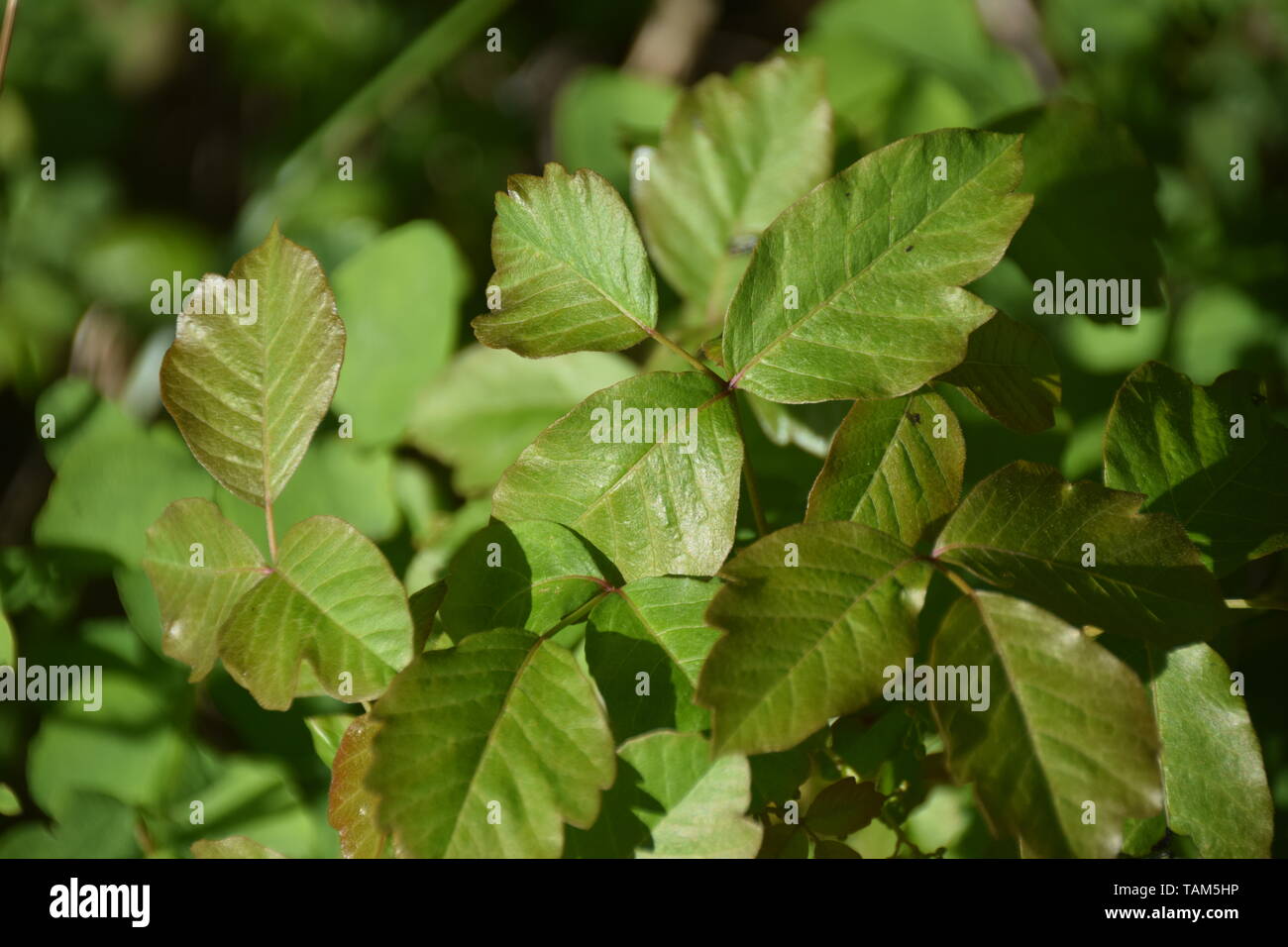 Poison oak growing near the Oregon coast Stock Photo - Alamy
