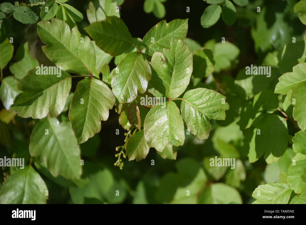 Poison oak growing near the Oregon coast Stock Photo - Alamy