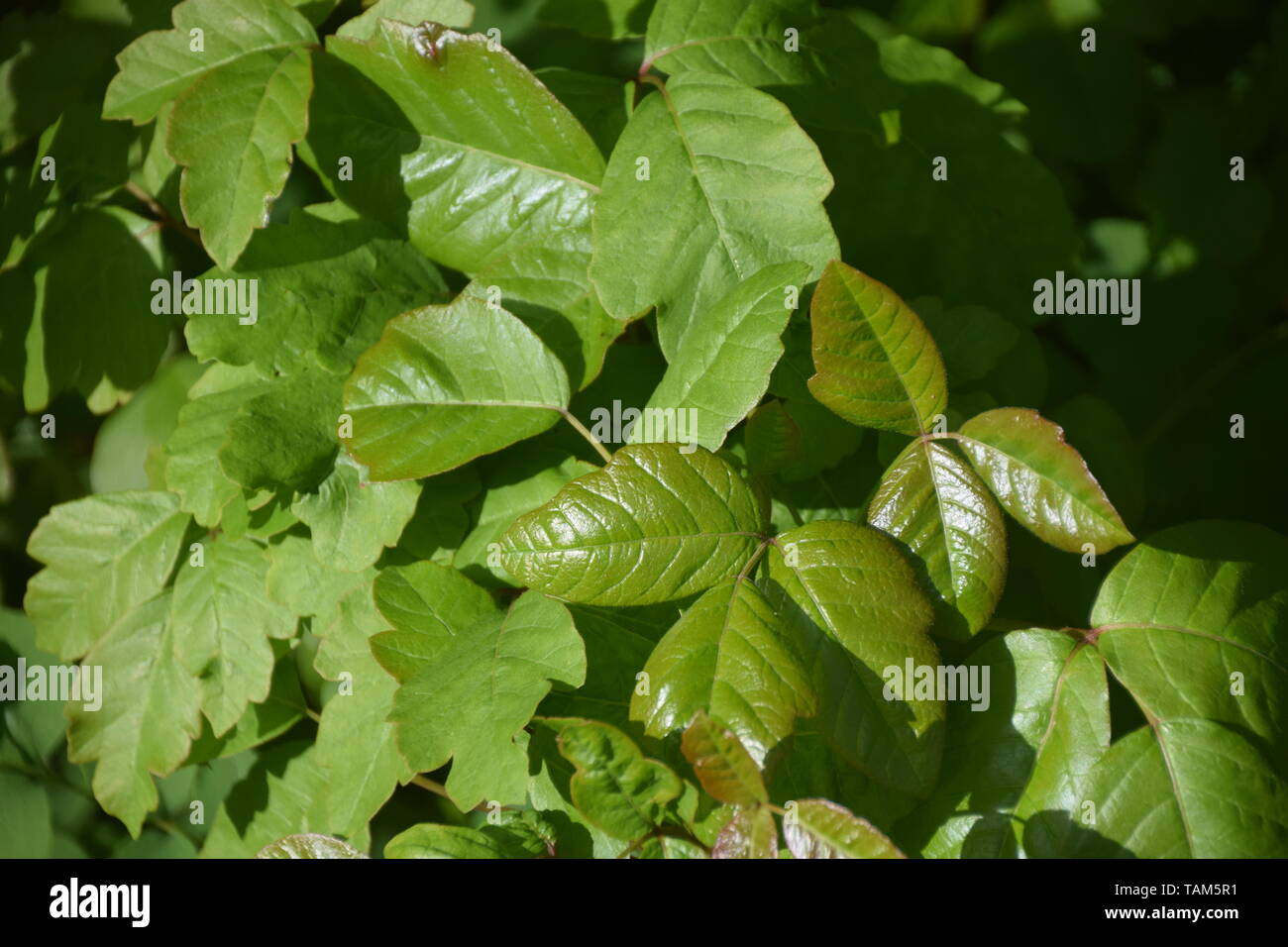 Poison oak growing near the Oregon coast Stock Photo - Alamy