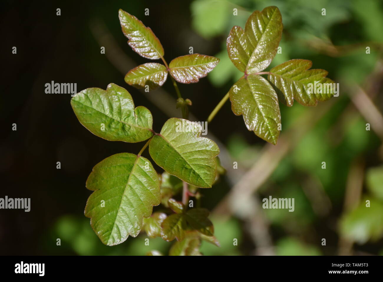 Poison oak hi-res stock photography and images - Alamy