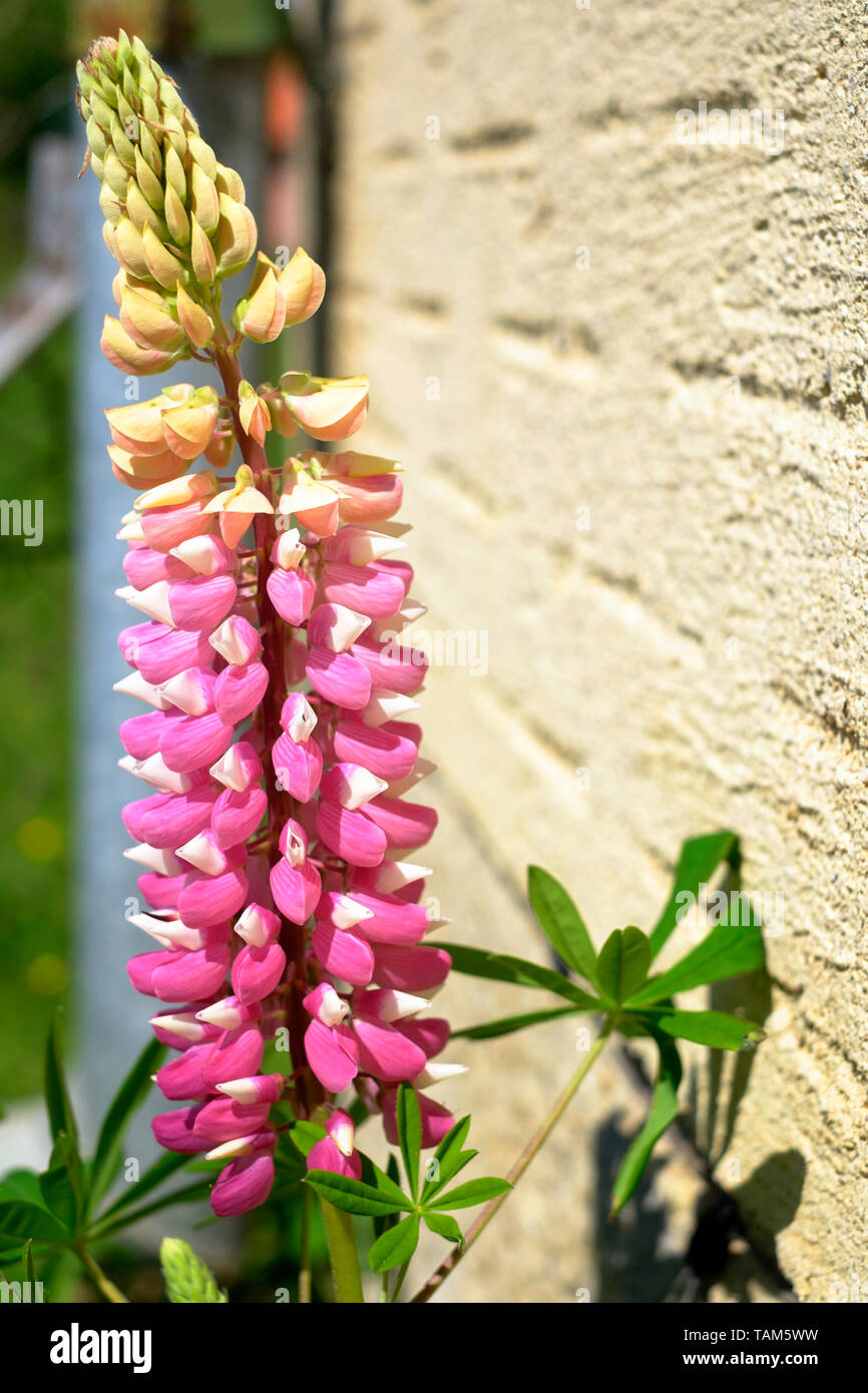 lupin lupinus growing in a rural garden zala county hungary Stock Photo ...
