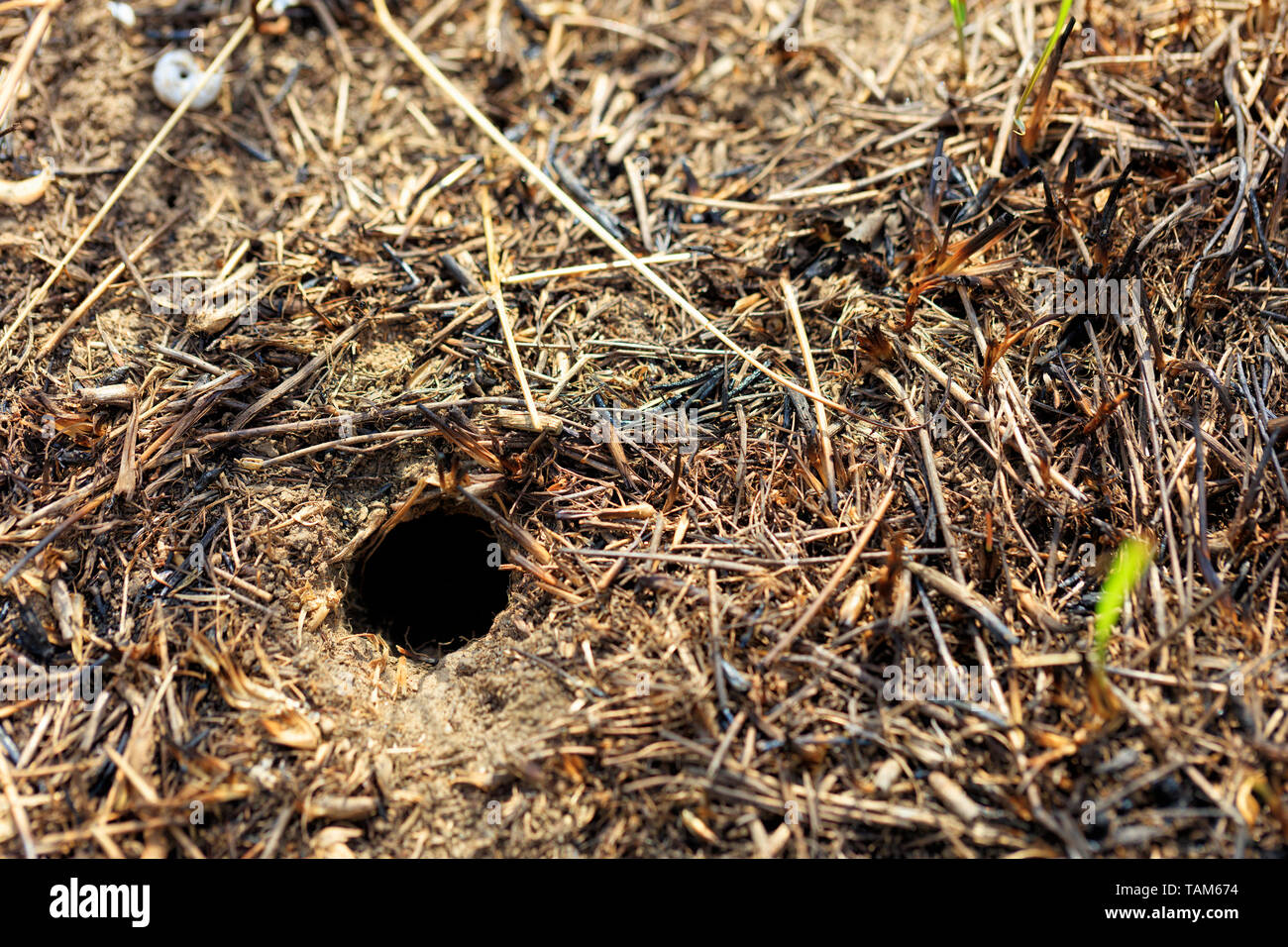 Field mouse burrow hi-res stock photography and images - Alamy