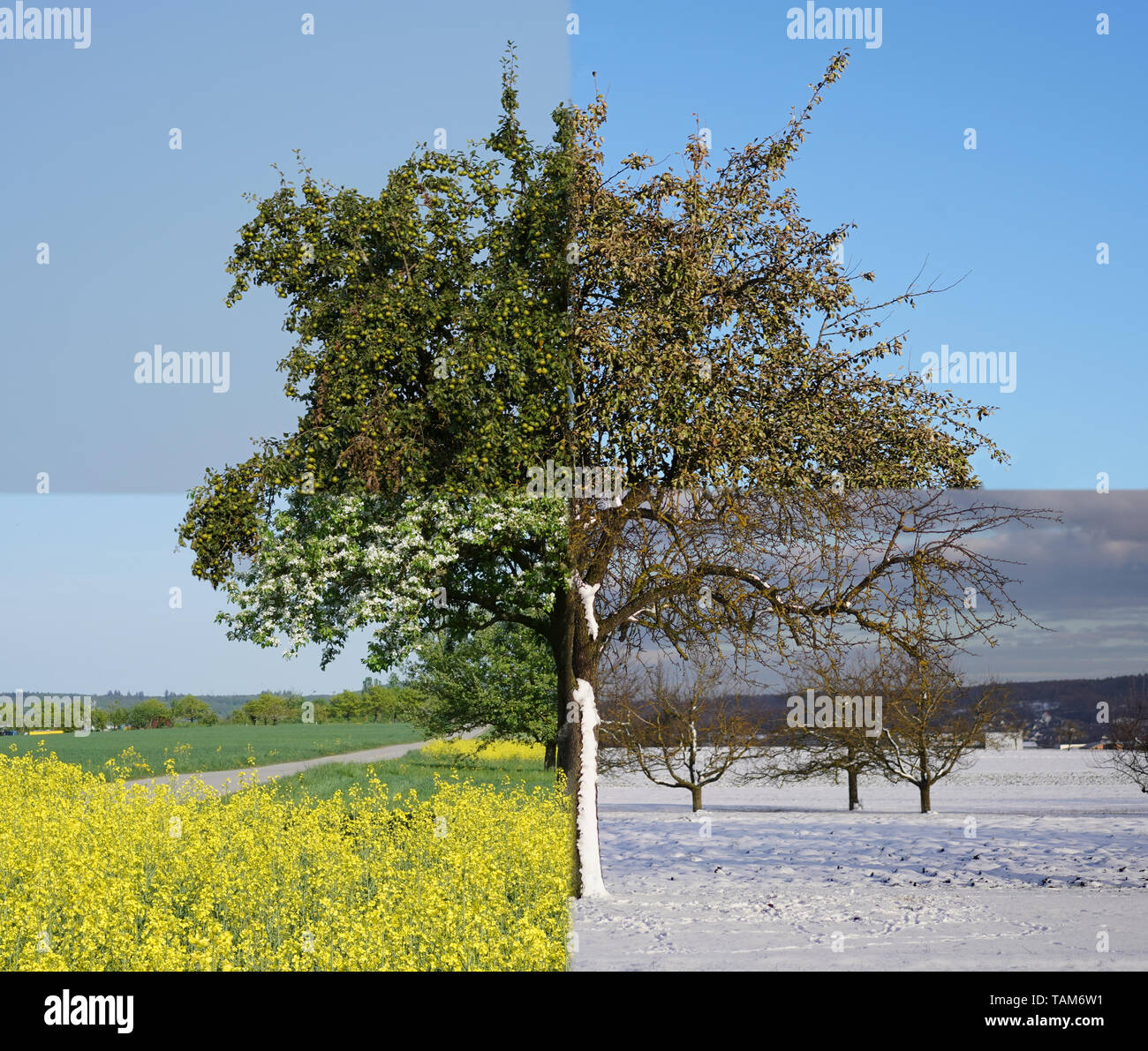 Four seasons tree hi-res stock photography and images - Alamy