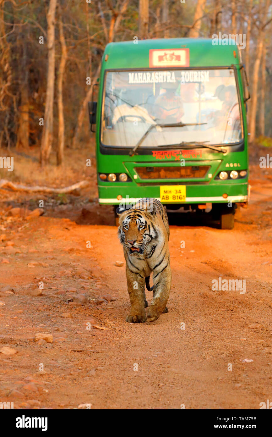 Adult male Bengal Tiger (Panthera tigris tigris) in Tadoba-Andhari ...