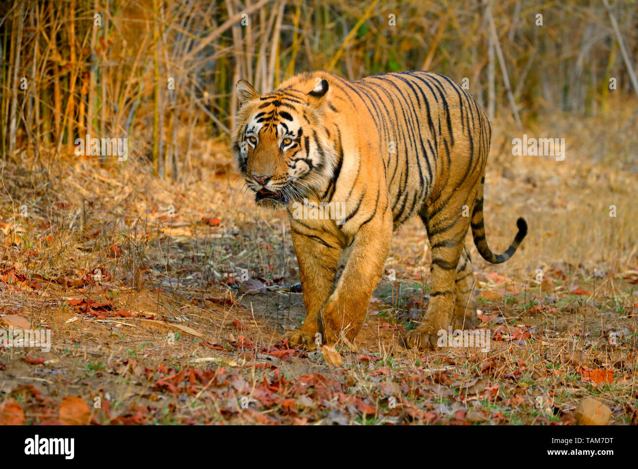 Adult male Bengal Tiger (Panthera tigris tigris) in Tadoba-Andhari ...