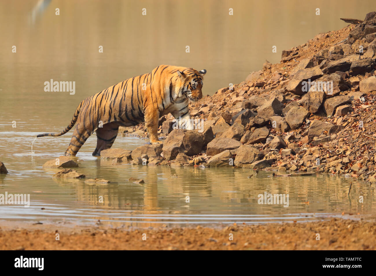 Adult male Bengal Tiger (Panthera tigris tigris) in Tadoba-Andhari ...