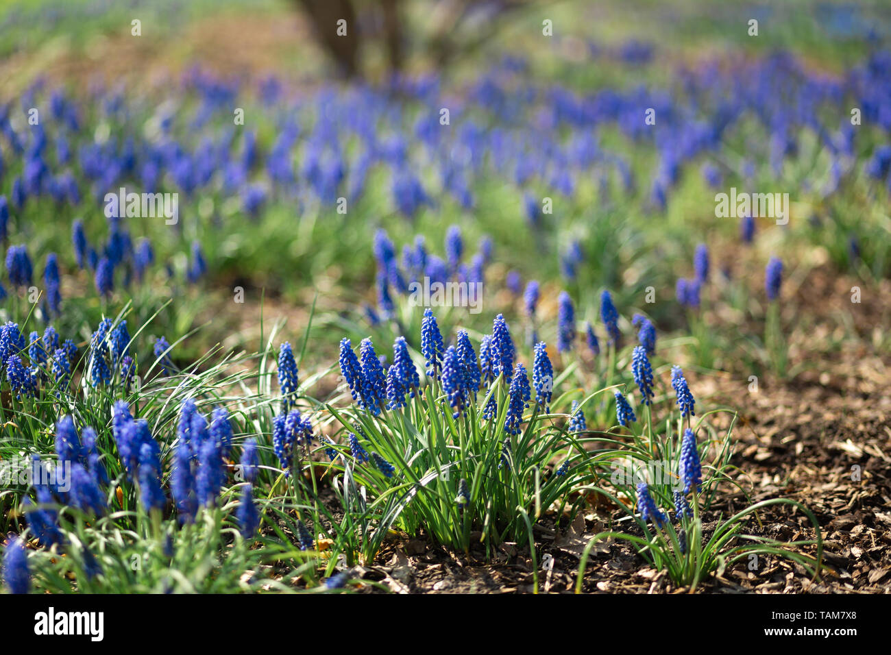 Grape hyacinth blue field in a city park during Spring sunny day Stock ...