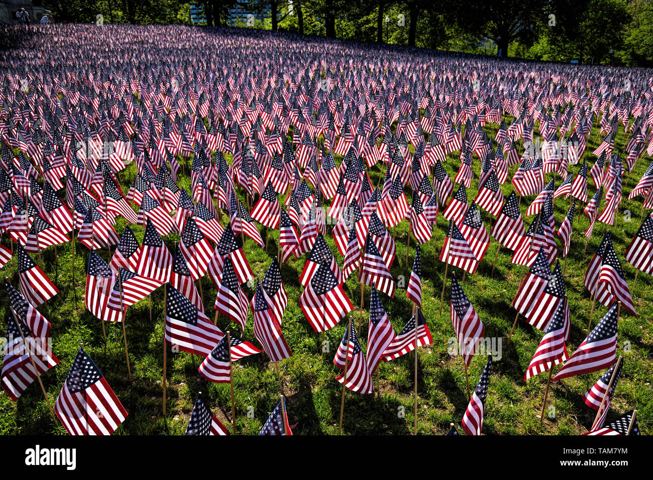 American Flags on Display for Veterans Stock Photo - Alamy