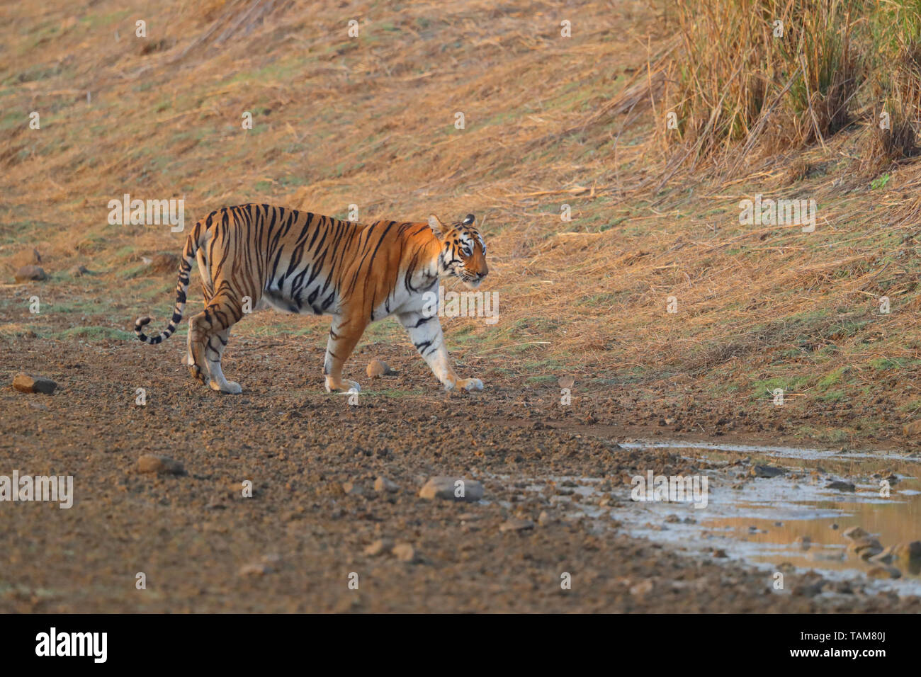 Female Bengal Tiger (Panthera tigris tigris) known as Mya (T-12), in ...