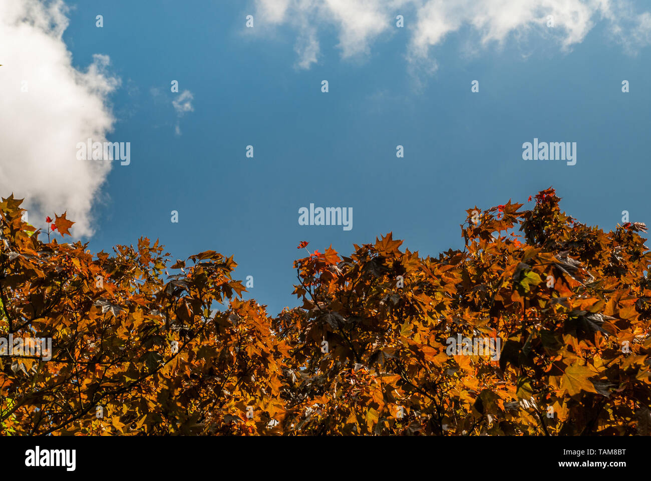 The landscape of an environmental park with a red-brown maple tree in ...