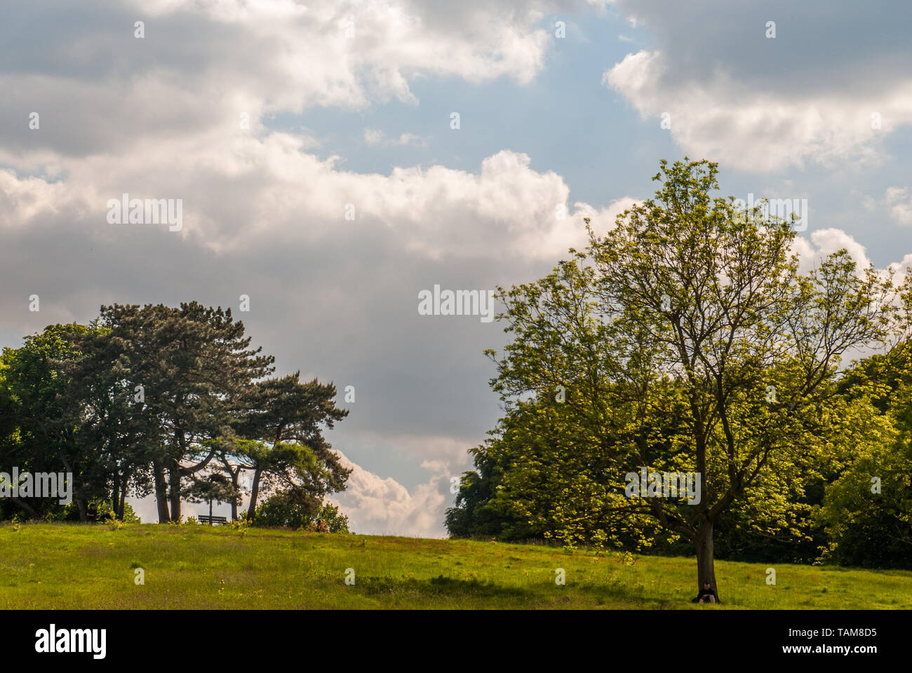A large tree with a beautiful sky backdrop in the Hampstead Heath ...